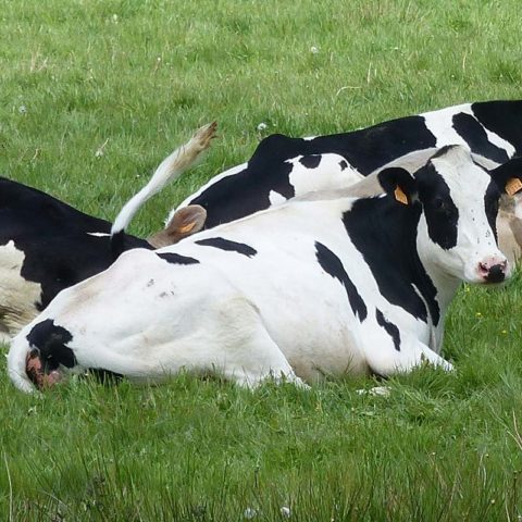 ECOPSI - Une démarche qualité certifiée, une traçabilité assurée