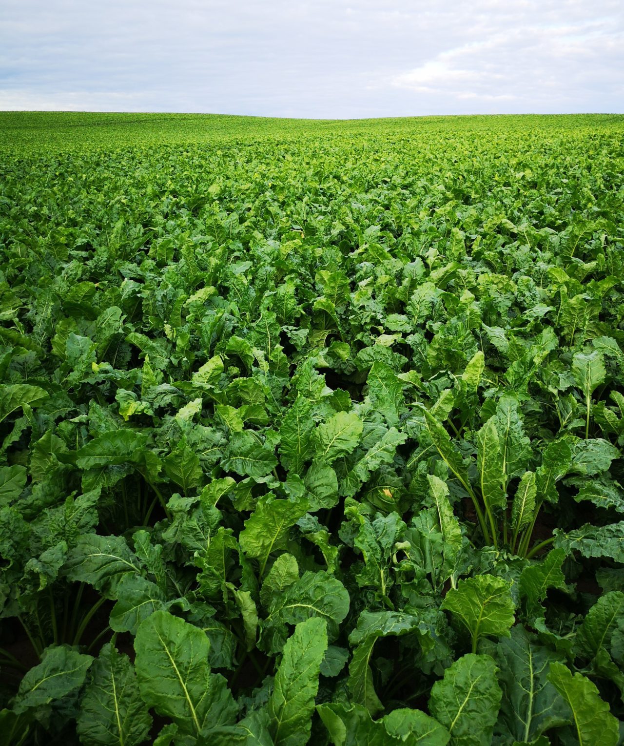 BETADOR est le nouveau procédé d'alimentation animale d'ECOPSI